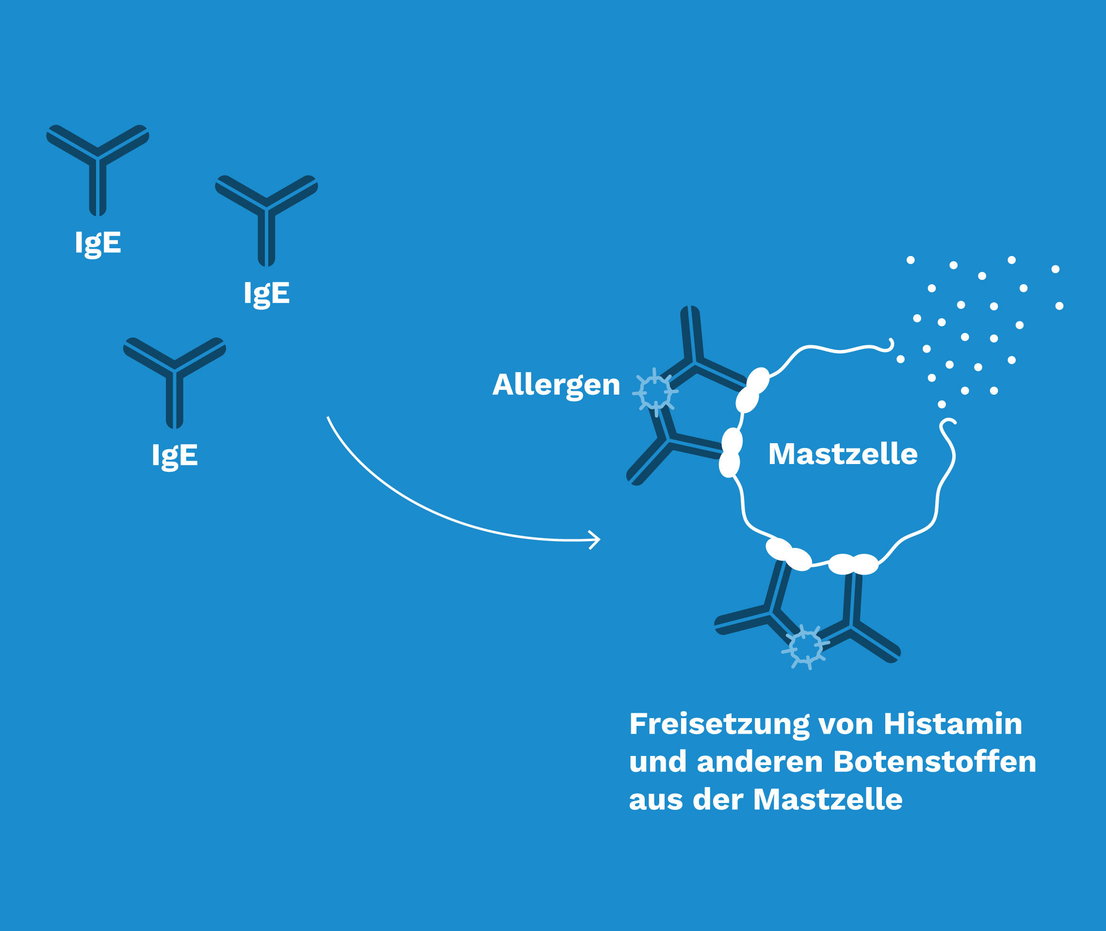 Anti-IgE-Therapie & Hyposensibilisierung bei Asthma | asthma.de